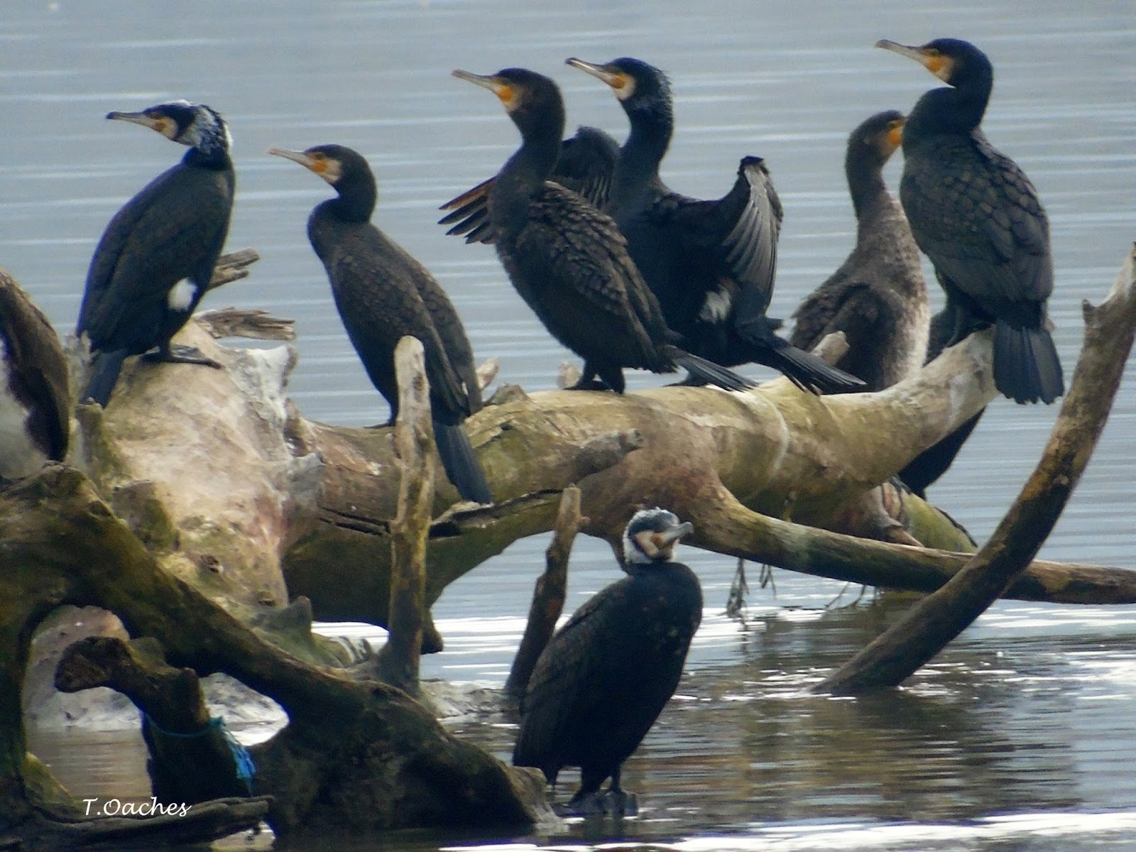 PASARI DIN ROMANIA: CORMORAN MARE, Phalacrocorax carbo