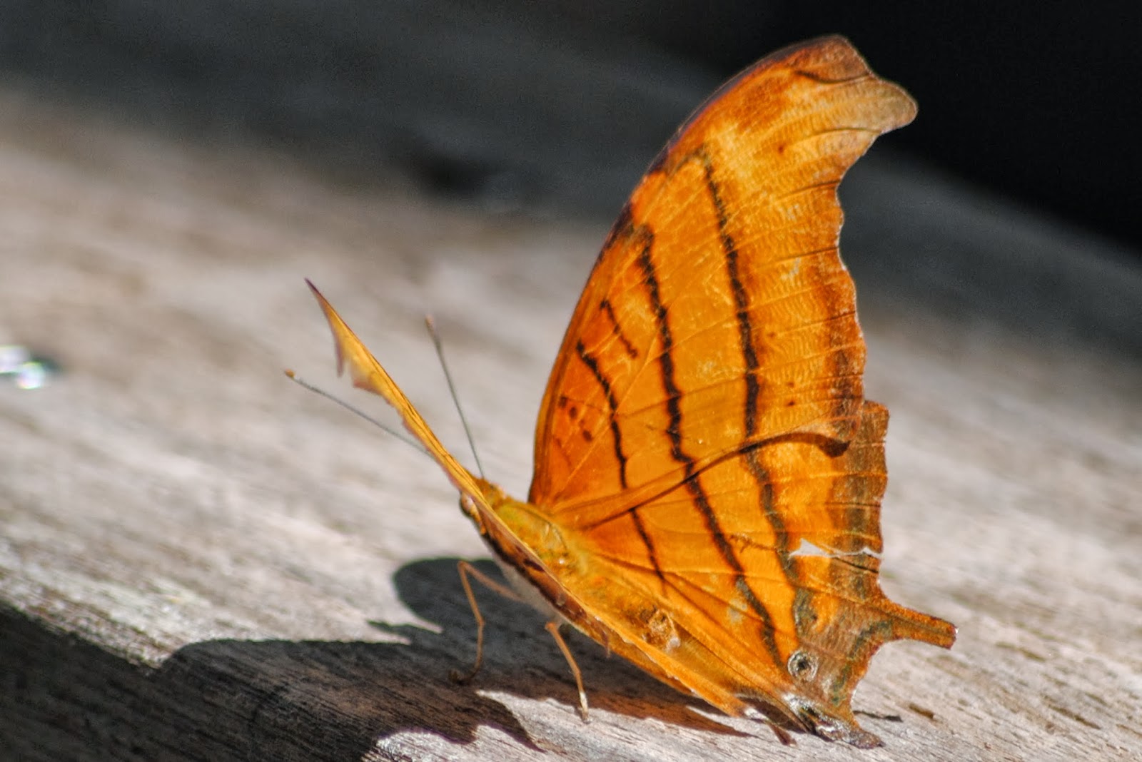 Field Notes and Photos: Ruddy Daggerwing (Marpesia petreus)