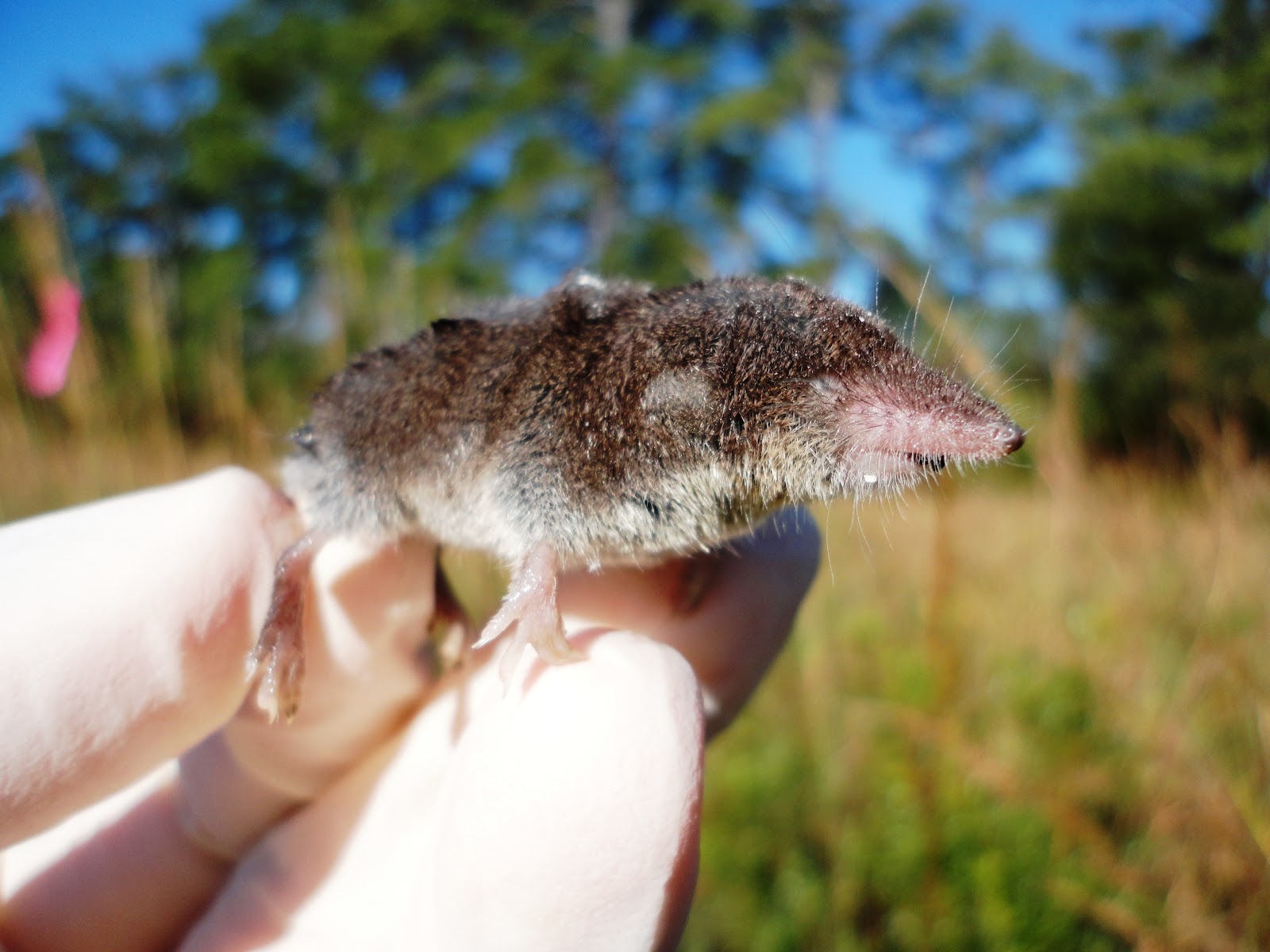 Salameandering: Mammal Profile Vol. 1: The Least Shrew
