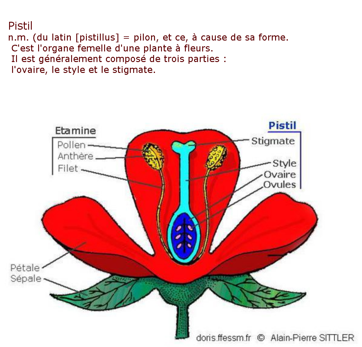 Botanique en CORSE: RICANTO, mars, Avril 21