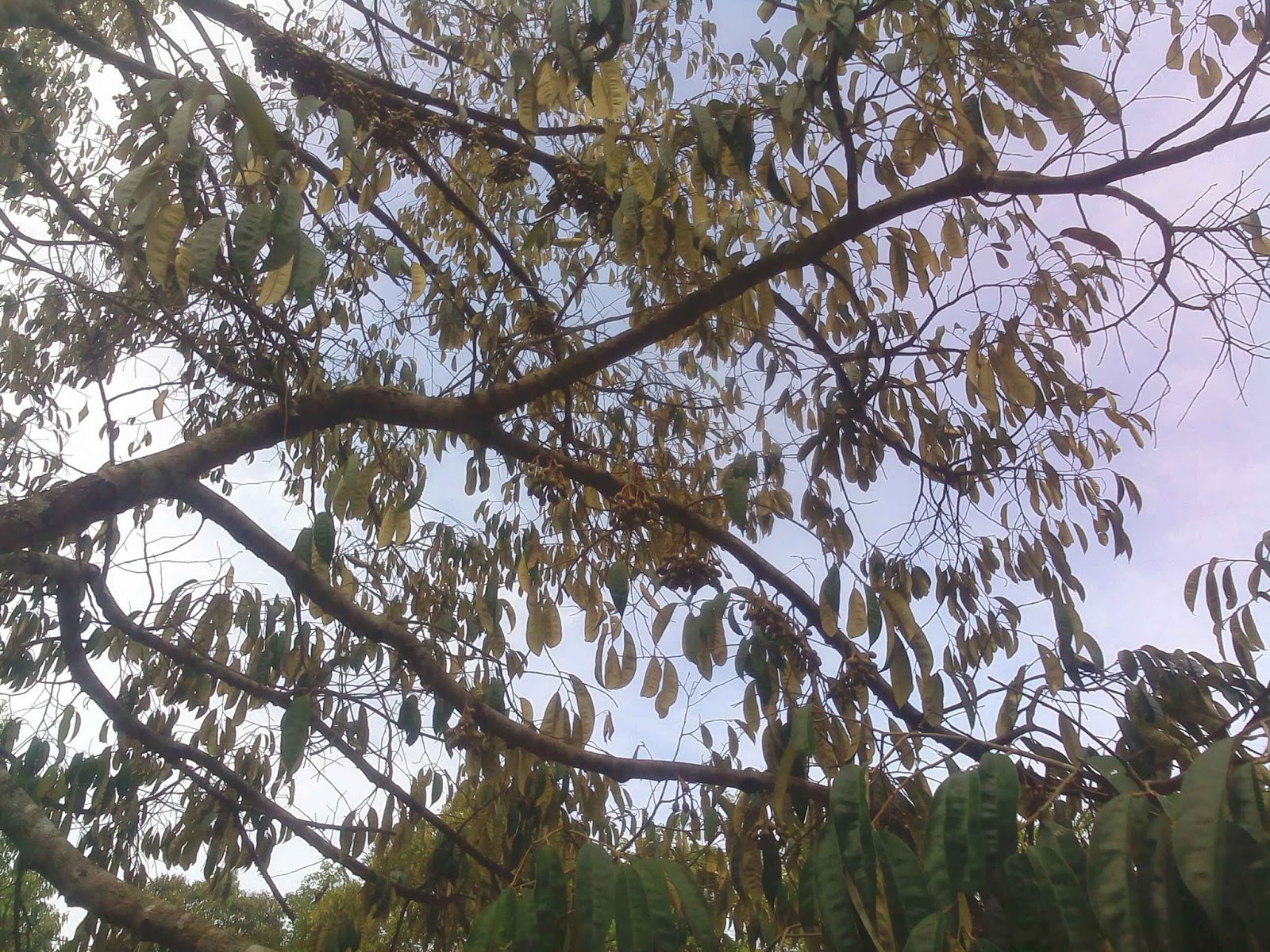 Inilah Penyebab Utama Kenapa Bunga Dan Bakal Buah Durian Sering Rontok