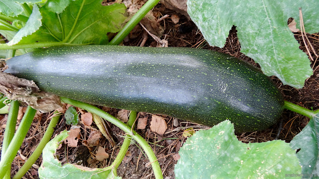 Kabaczek - Smakowity blog