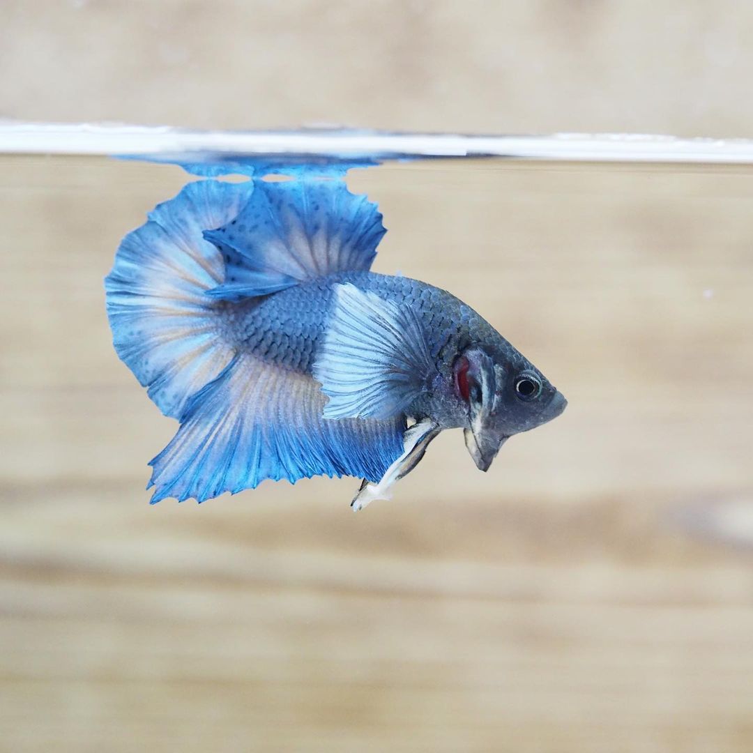 The Great Live Male Steel Blue Halfmoon Plakat (HMPK) Tail Dumbo Ears ...