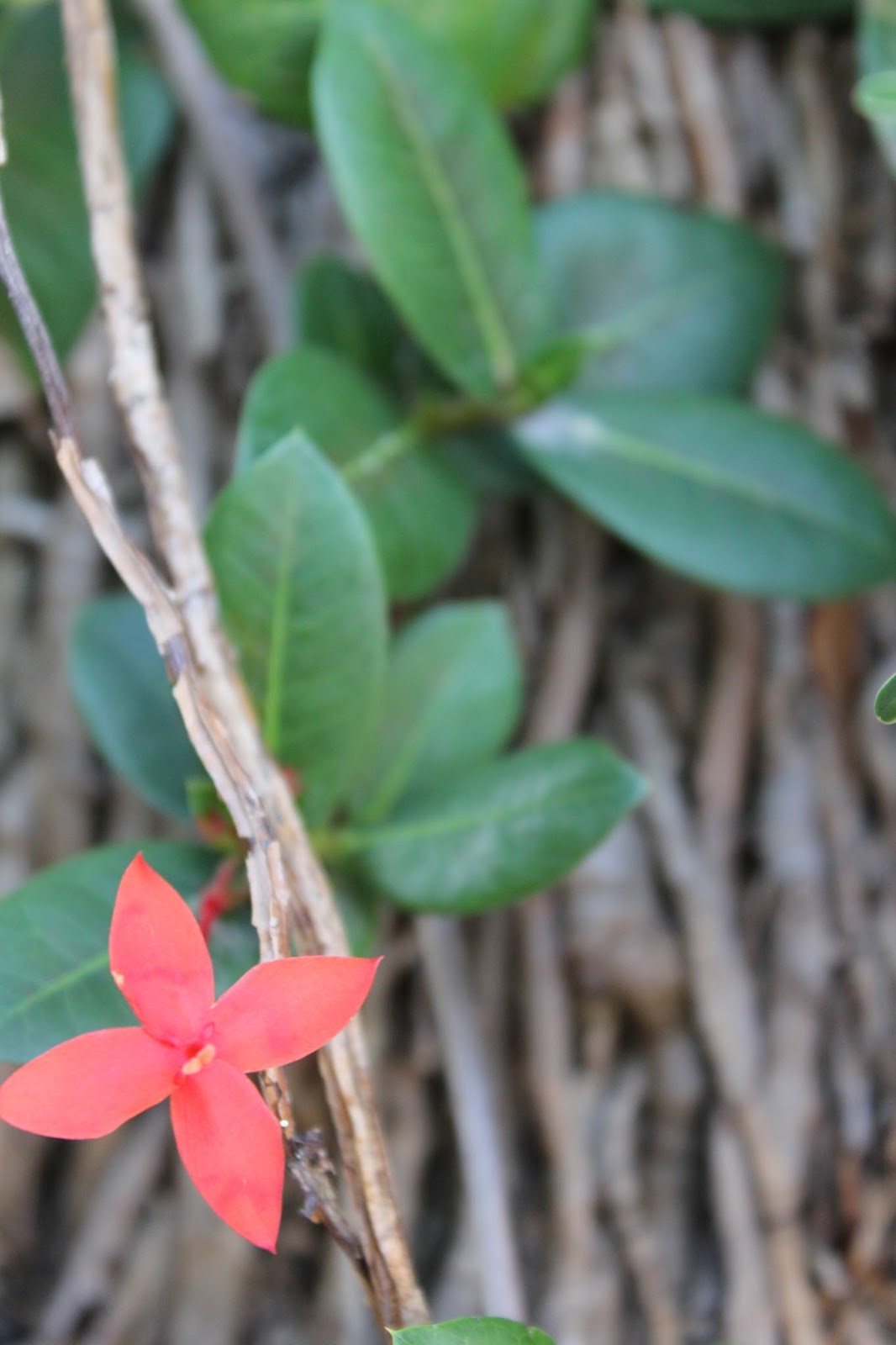 The Real SoBe: Tropical Plants | Flowers