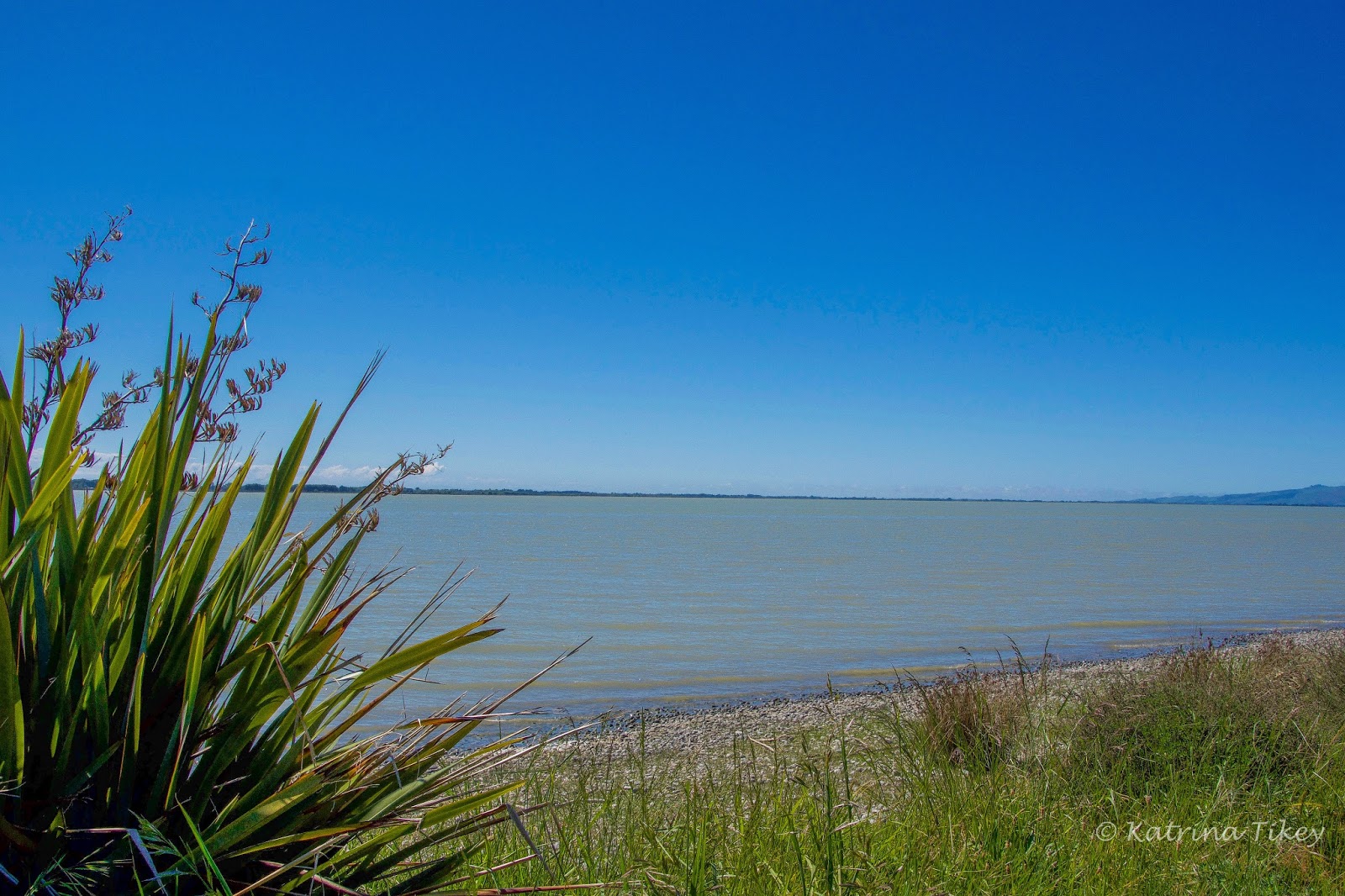 Paws Awhile: Lakeside Domain - Lake Ellesmere