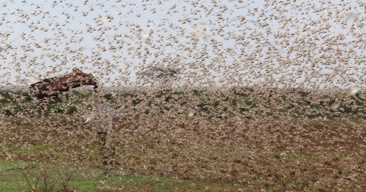 The Big Wobble : The biggest locust plague in more than 25 years hits ...