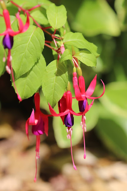 Hardy Fuchsias at Chickadee Gardens