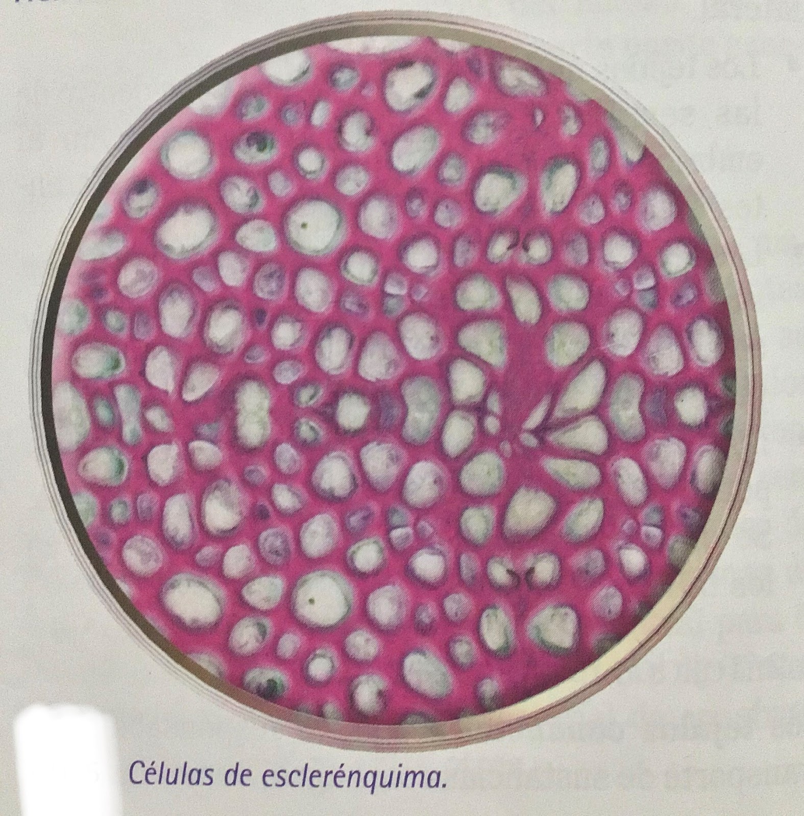 Colegio Brasilia-Bosa Biología 6: TALLER No 3 IMÁGENES TEJIDOS VEGETALES