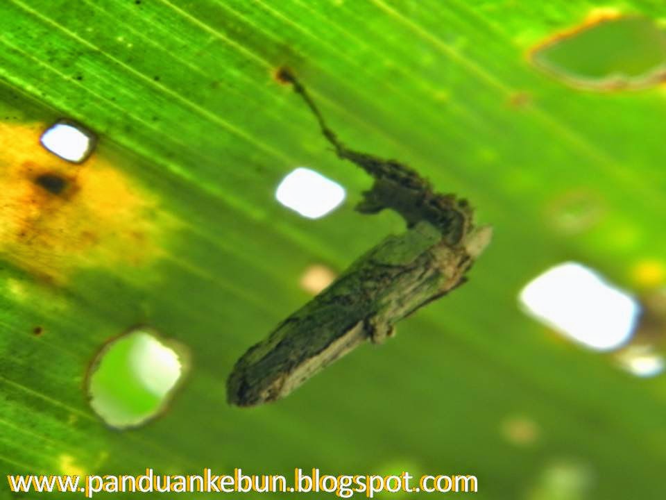 PANDUAN PENGENDALIAN ORGANISME PENGGANGGU TANAMAN (OPT) KELAPA SAWIT ...