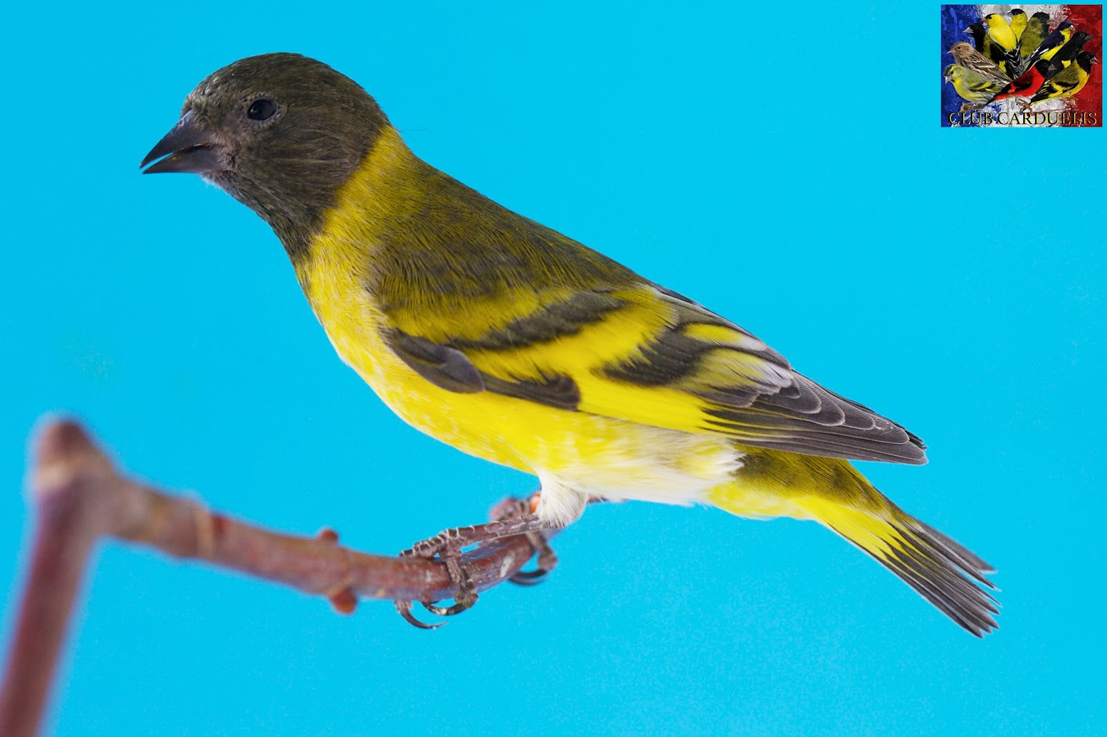 Club Carduelis: Tarin de Magellan classique et dilué