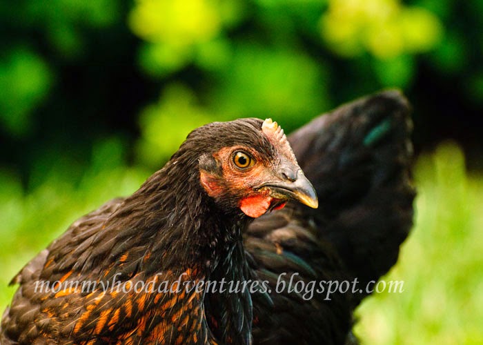 Mommyhood Adventures: The One About a Depressed Chicken