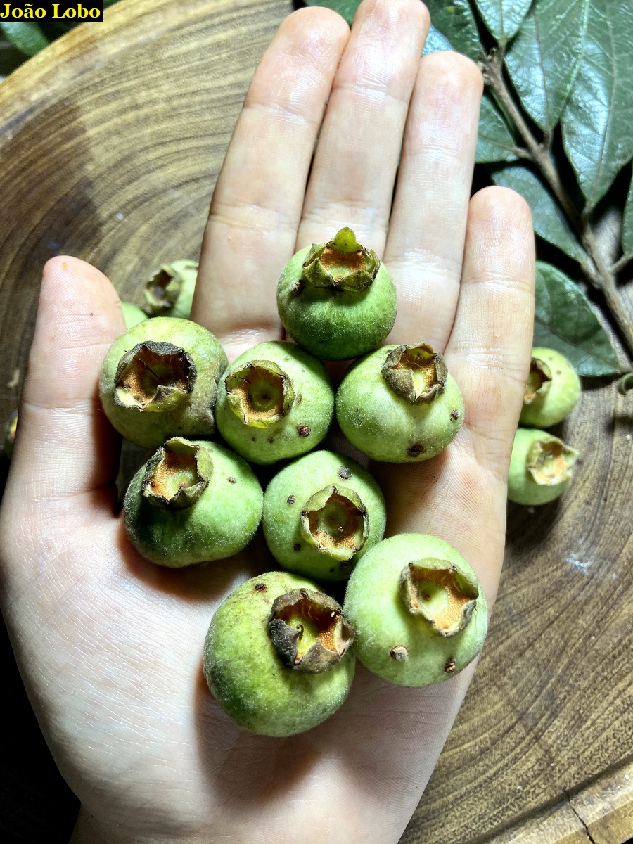 Viveiro Ciprest - Plantas Nativas e Exóticas: Guabiroba Rupestre de ...