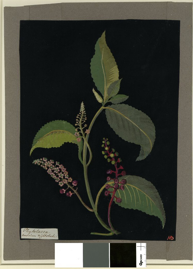 nickyskye meanderings: Mary Delany, collage artist of flowers in the 1700's