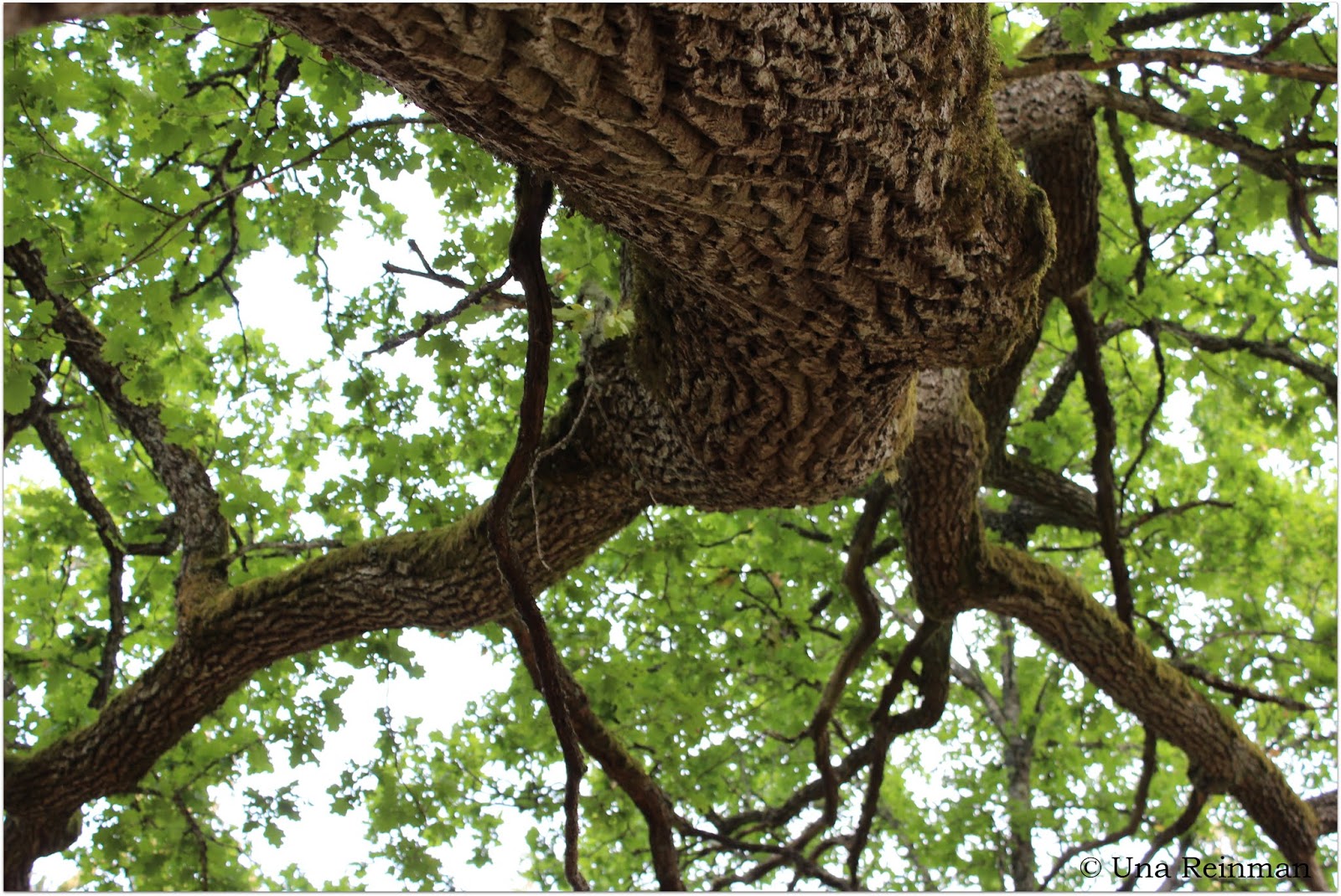 Hallatar-blogi : Suomen kaunein puu