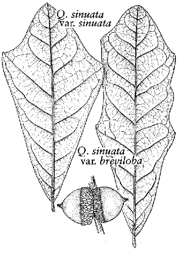 PLANT FAMILIES OF PUERTO RICO AND FLORIDA PAPO VIVES: FAGACEAE ...