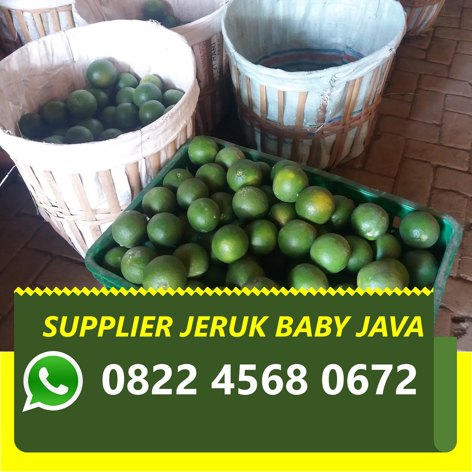 Supplier Jeruk Baby Java | 0822-4568-0672