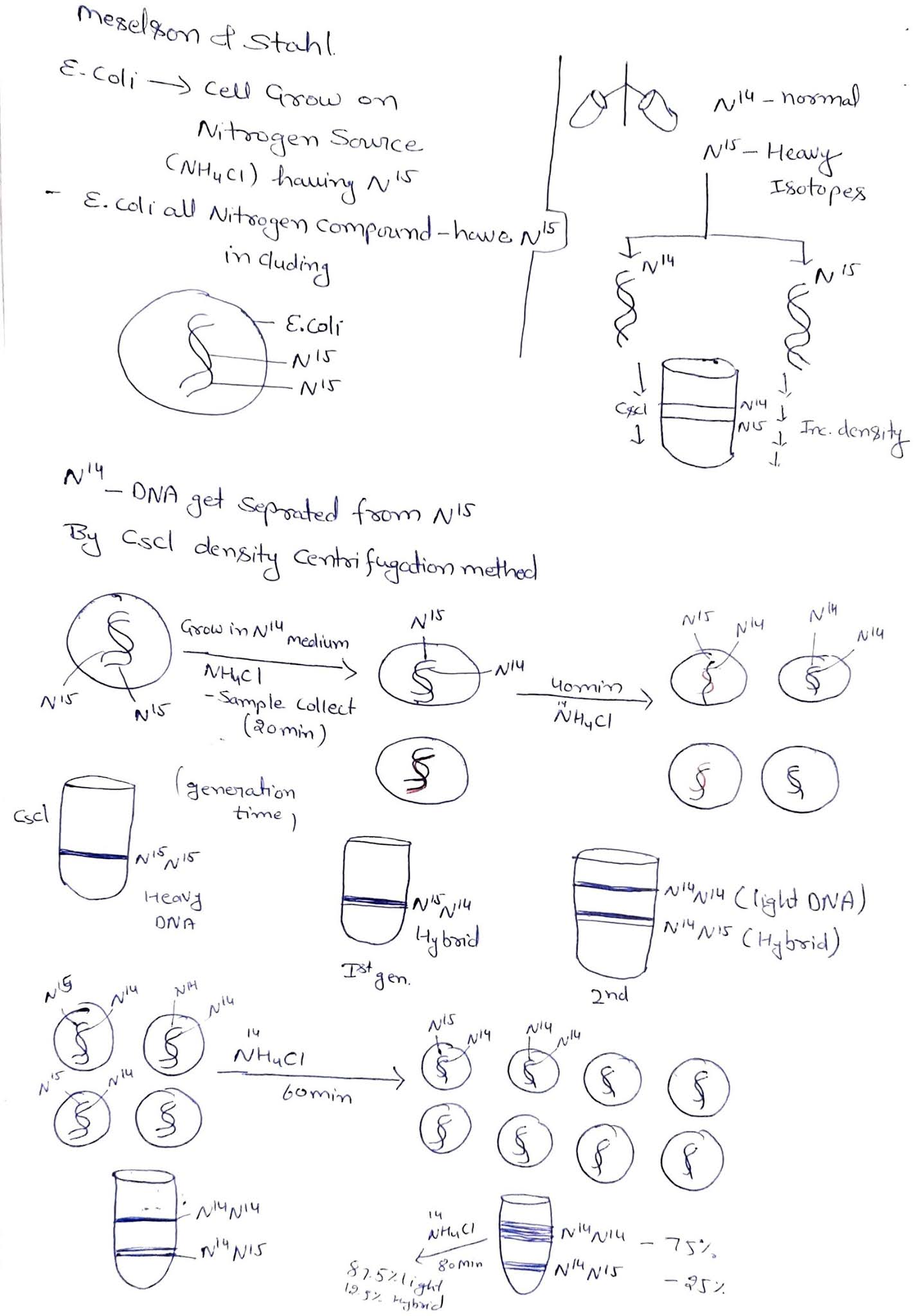 Molecular basis of Inheritance class 12 notes - Studypur