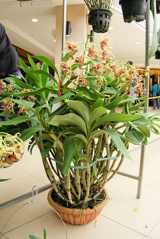 Dendrobium spectabile care and culture | Travaldo's blog