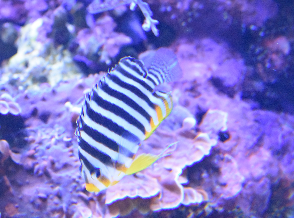 ZOOTOGRAFIANDO (6.100 ANIMALS): PEZ ÁNGEL BARRADO / BARRED ANGELFISH ... ZOOTOGRAFIANDO (6.100 ANIMALS): PEZ ÁNGEL BARRADO / BARRED ANGELFISH ...