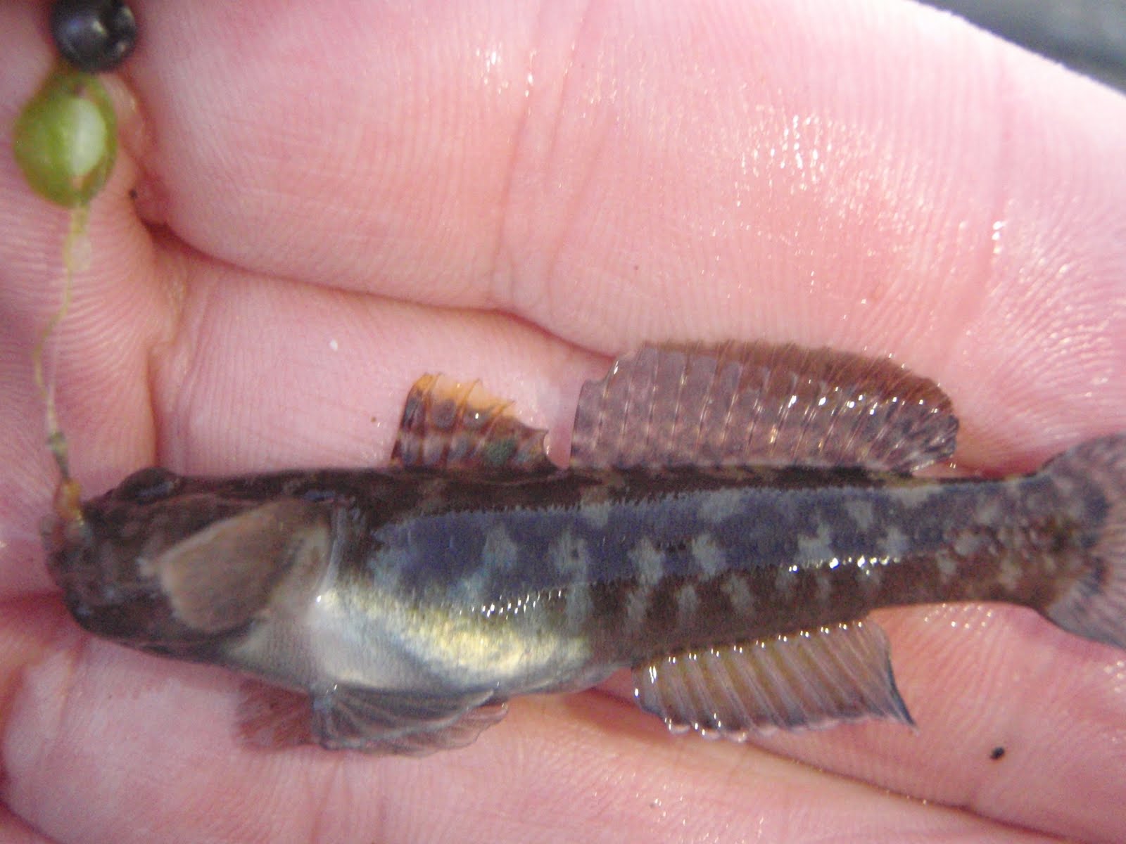 Tide Lines Martin's fishing blog: Rock Goby & Common Goby
