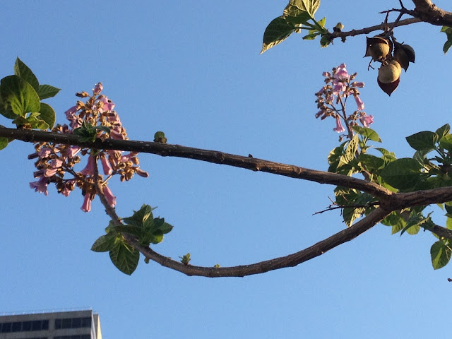 PHILLY TREES: THE EMPRESS TREE, THE PRAIRIE BANANA AND THE HARDY ORANGE
