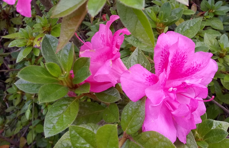 Future Plants by Randy Stewart: Encore Hybrid Azaleas