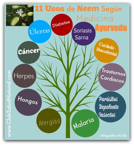 Ayurveda - Alimentacion y Salud: Neem Para qué sirve según Ayurveda
