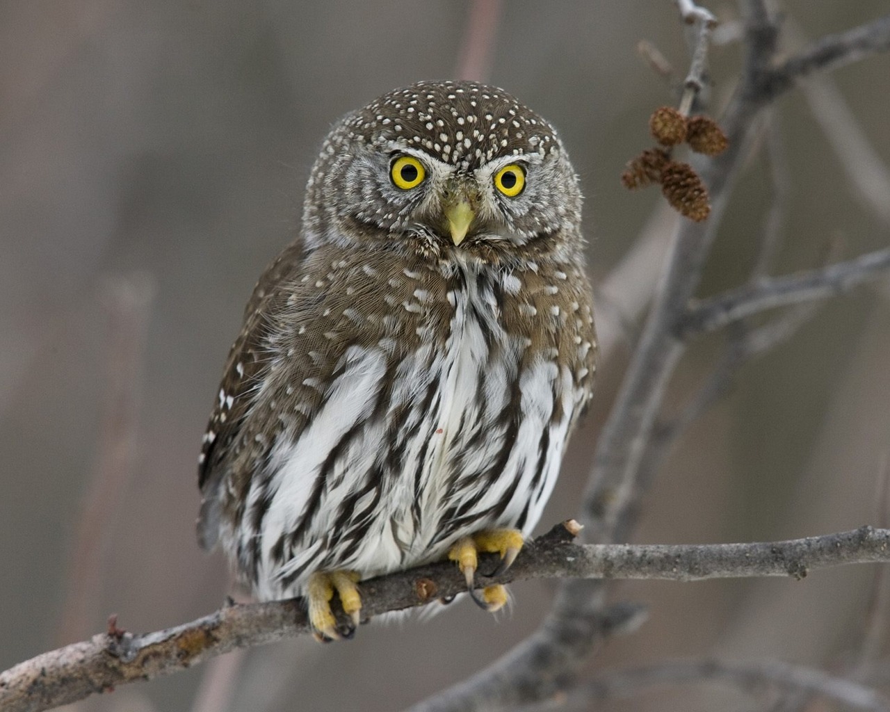 New: 60 Amazing Animals Wallpapers