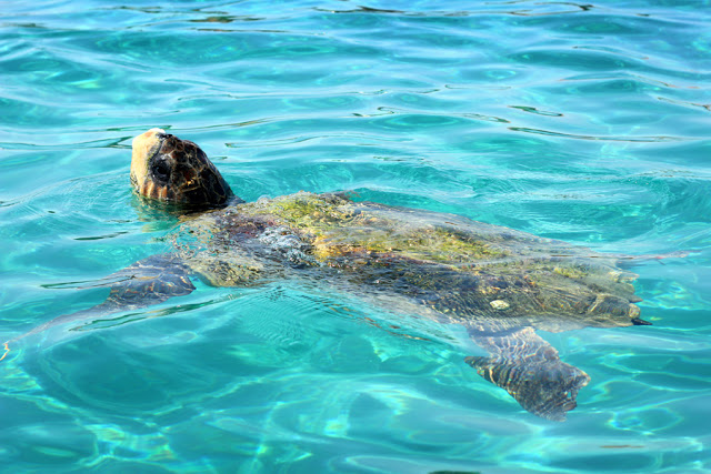 Zakynthos Travel Guide: A Memorable Holiday Experience in Zakynthos