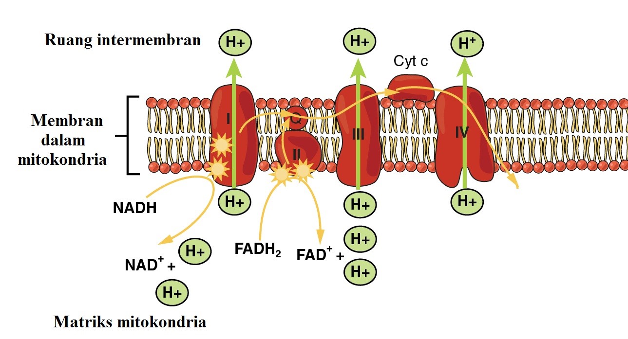 BAB 2 METABOLISME SEL