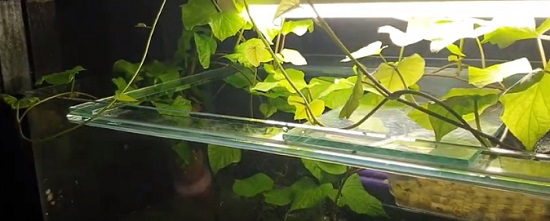 How To Grow Sweet Potato In Fish Tank