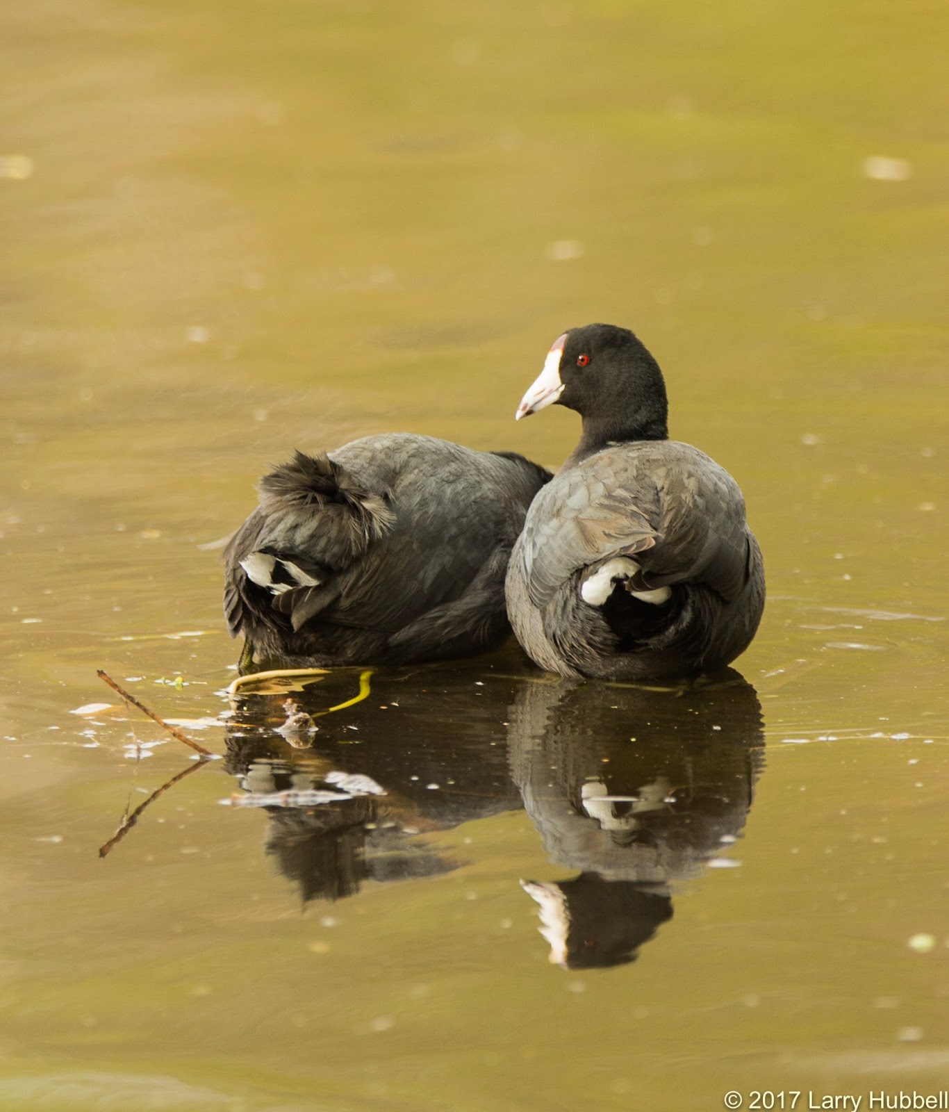 Union Bay Watch : An Odd Duck