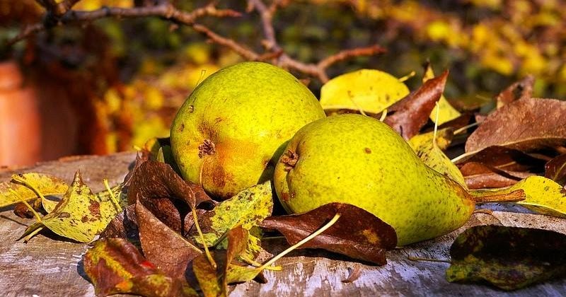 Cara Menanam dan Merawat Buah Pir - Akaltani