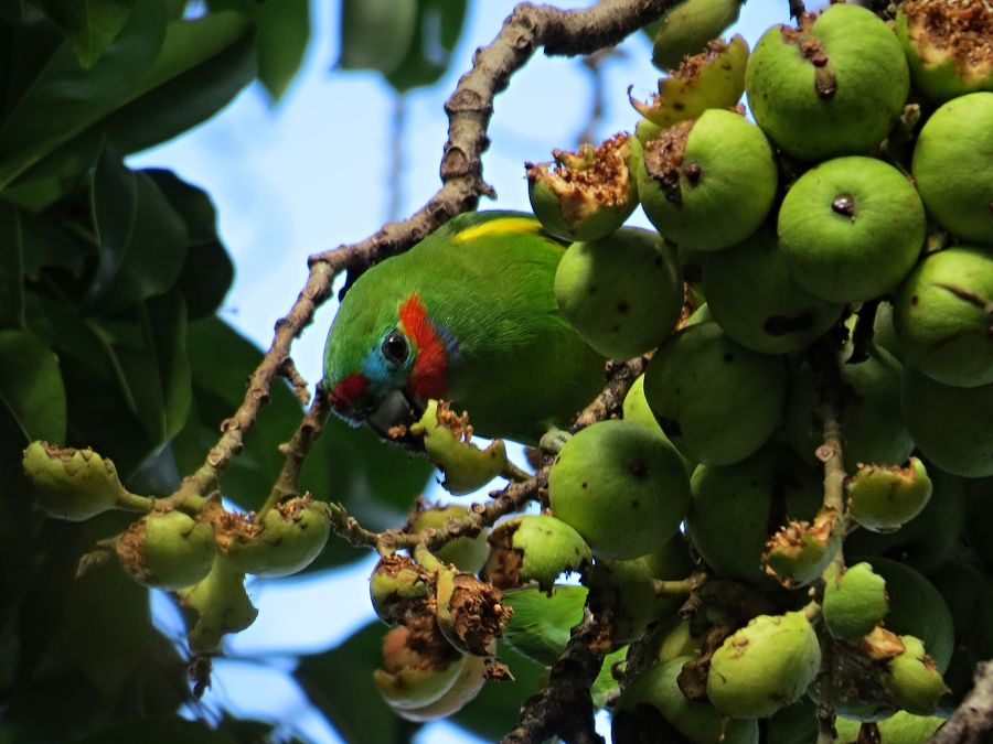 Creation - The Written Truth: ARBOR DAY, TREES, FRUITS, STERLING MORTON ...