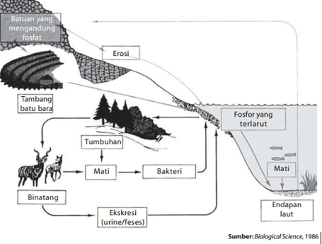 BIOLOGI SMA1: DAUR BIOGEOKIMIA DAN PERAN KOMPONEN EKOSISTEM DI DALAMNYA