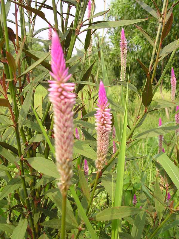 ♣ Vriksha ♣ Sasya ♣ Lata ♣: kodijuttu poolu/ celosia argentea/ gunaka ...