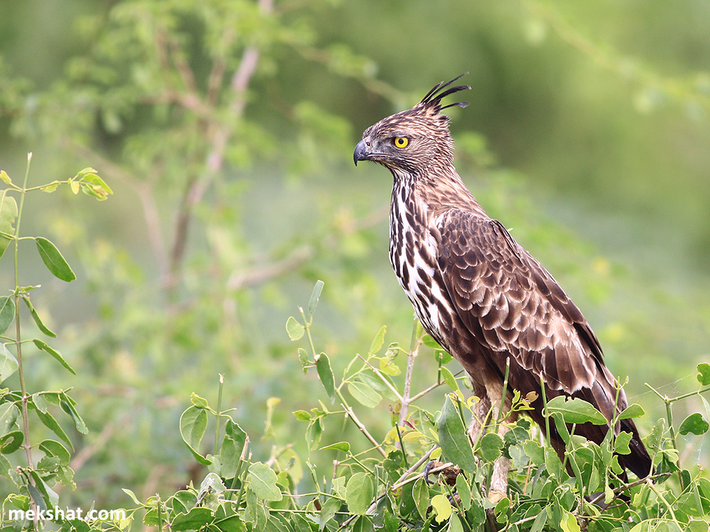 Spreebird wildlife: EAGLES OF PAKISTAN