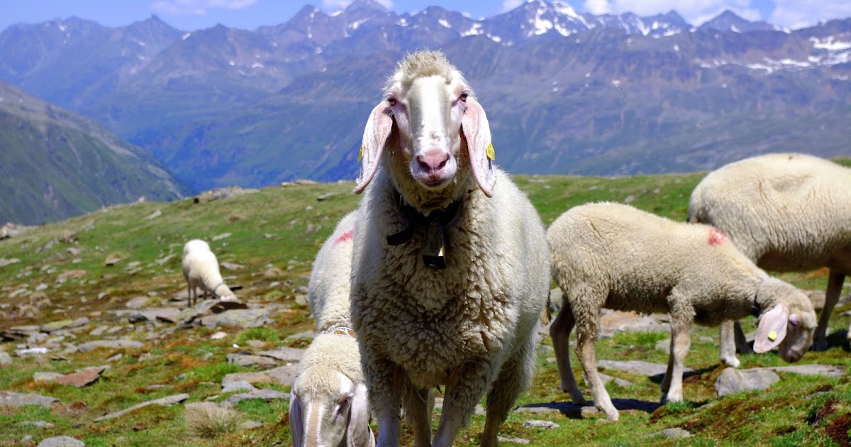 The five-legged sheep