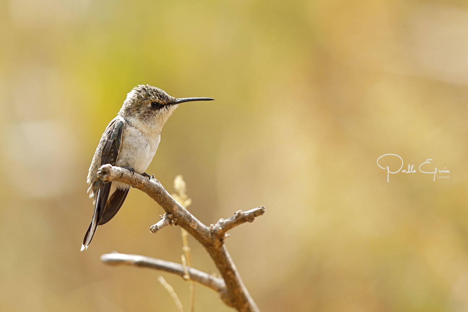 mis fotos de aves: Thaumastura cora Colibrí Cora Peruvian Sheartail