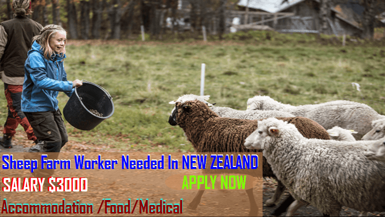 Sheep Farm Worker Needed In NEW ZEALAND - LinJob