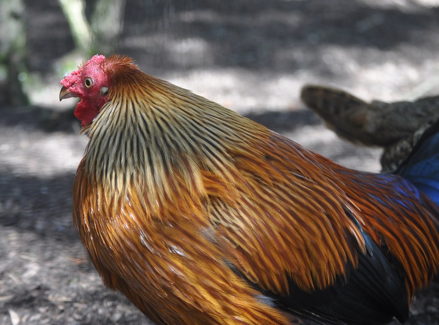 ZOOTOGRAFIANDO (6.100 ANIMALS): GALLO DE CEILÁN / SRI LANKA JUNGLEFOWL ...