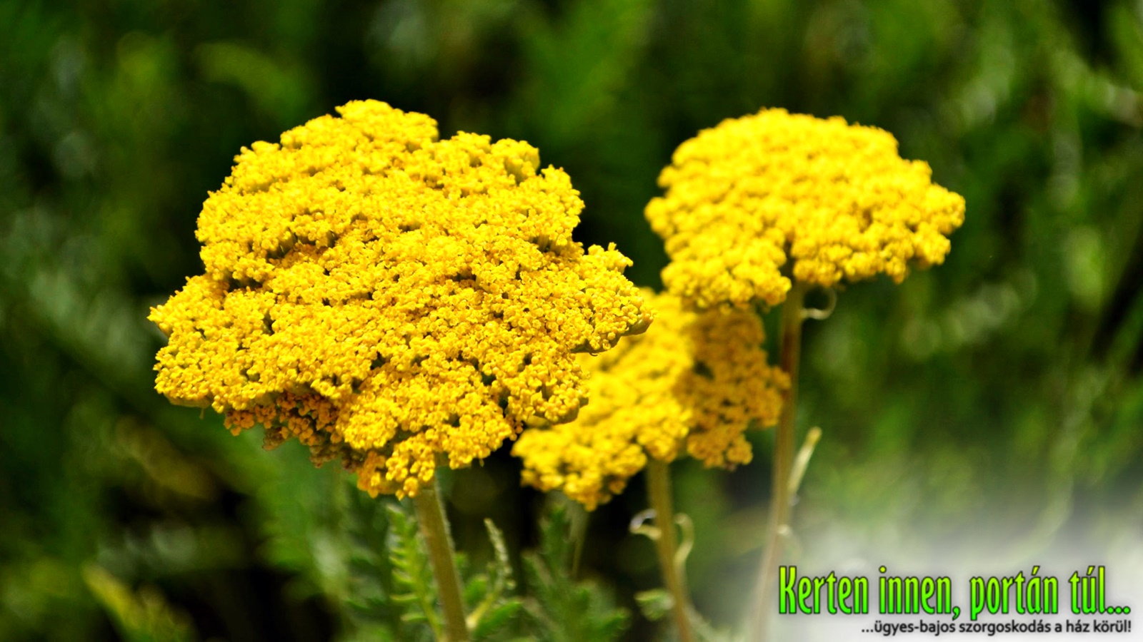 Közönséges cickafark, a csodálatos gyógynövény.