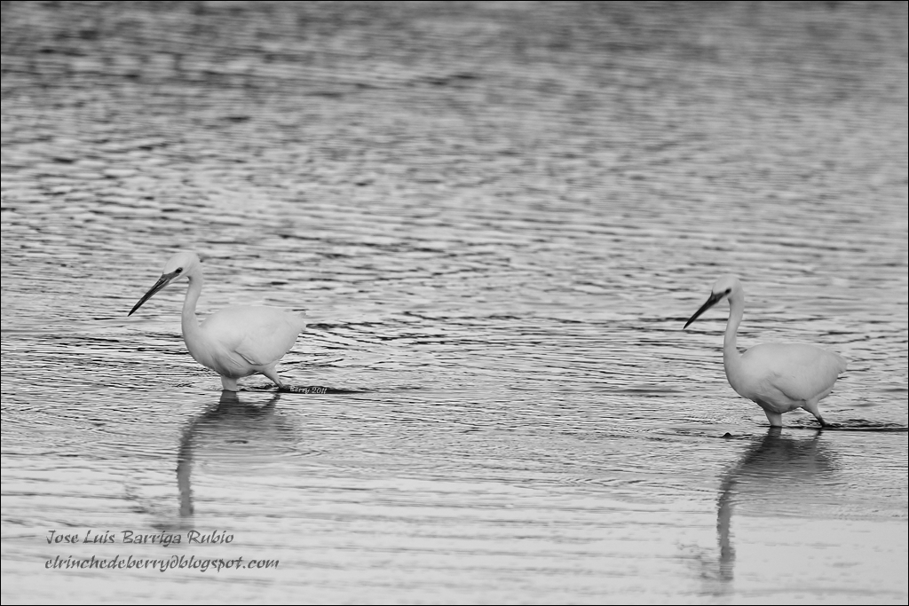 El Rinche de Berry : Fotos de Aves