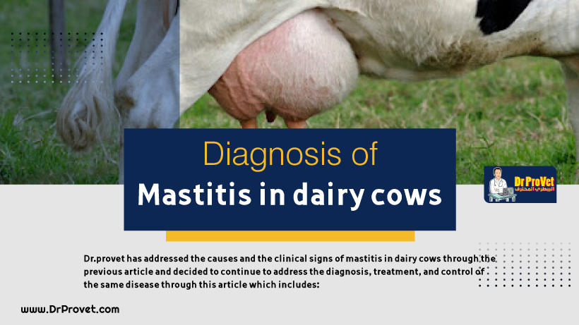 Mastitis In Cows Mastitis In Cows