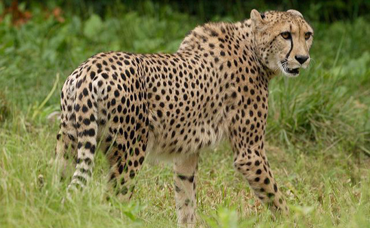 Cheetah Wild Life Animal Info | All Wildlife Photographs