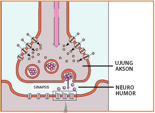 JARINGAN HEWAN (materi Biologi Kelas XI) ~ Asnan Space