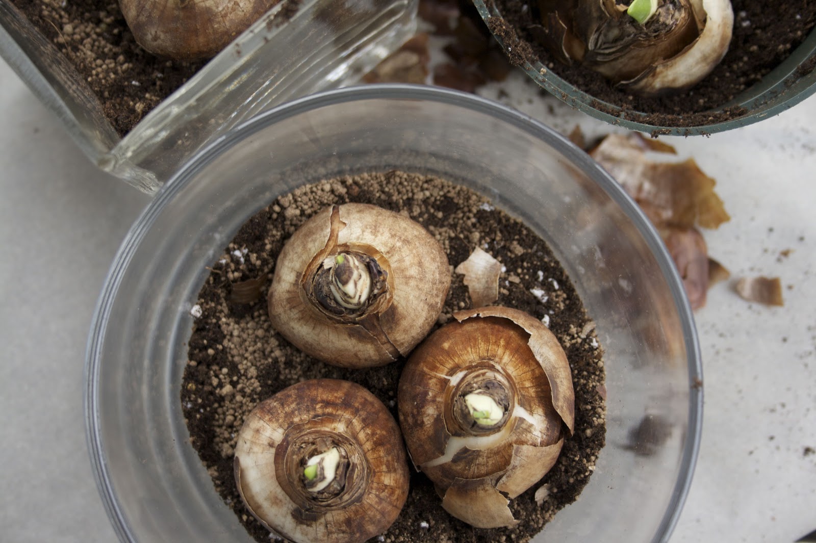 Experience the Wonderful.: planting christmas bulbs.