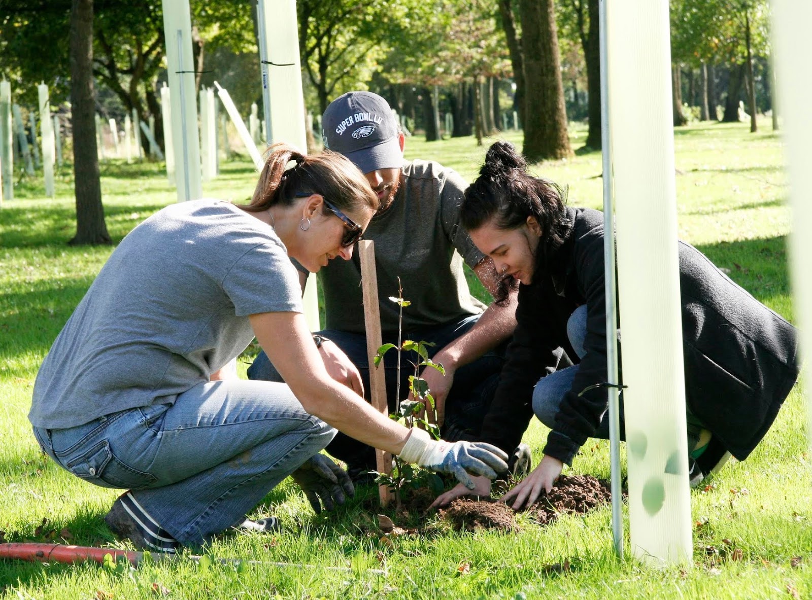 PA Environment Digest Blog: Senate OKs Keystone Tree Fund Bill, Now ...