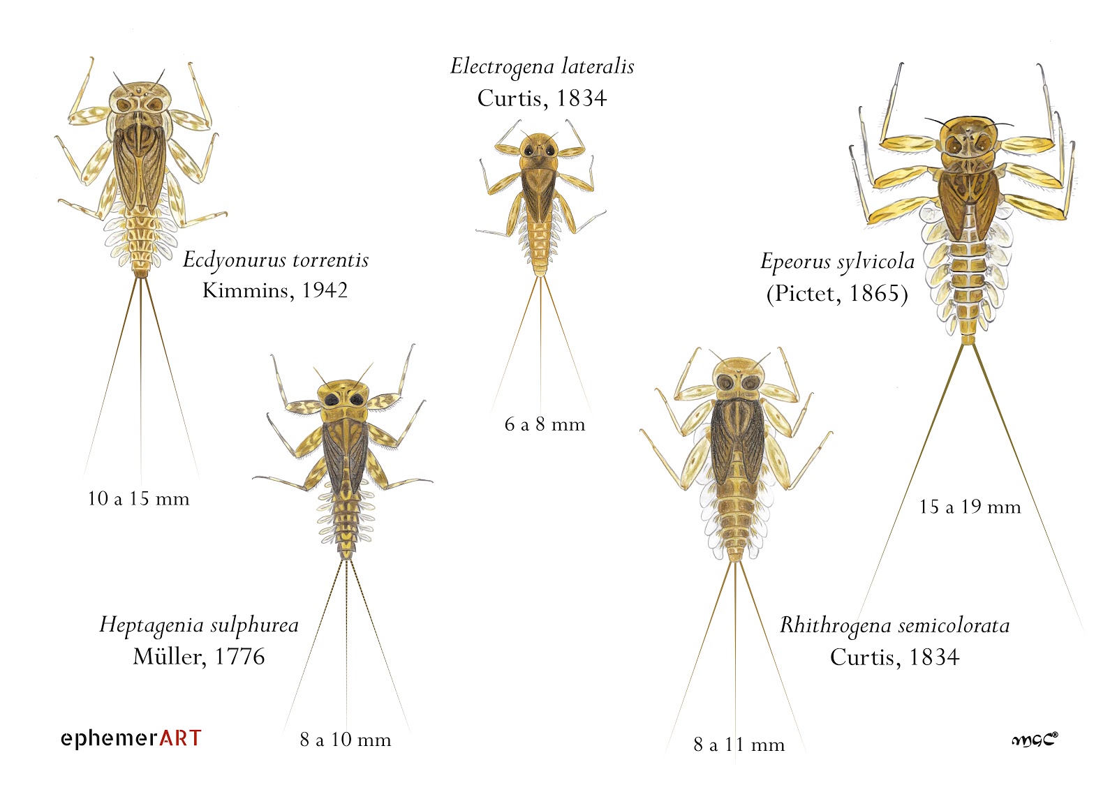 Heptagénidos: como diferenciar géneros