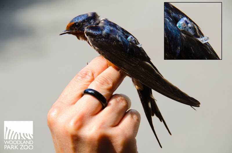 Chasing Summer and Insects: Barn Swallows Return